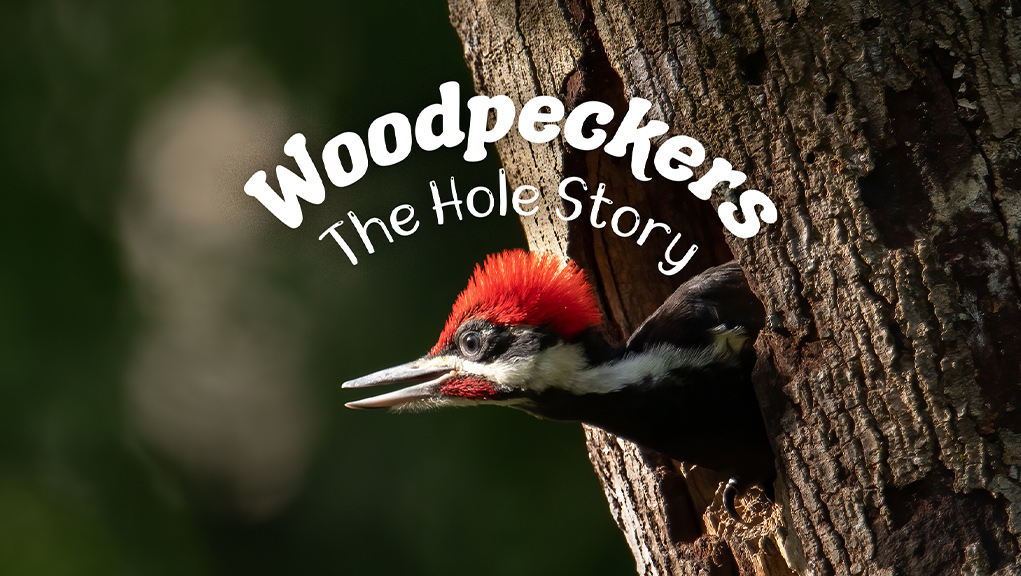 Μια Ιστορία για τον Δρυοκολάπτη | ert.gr